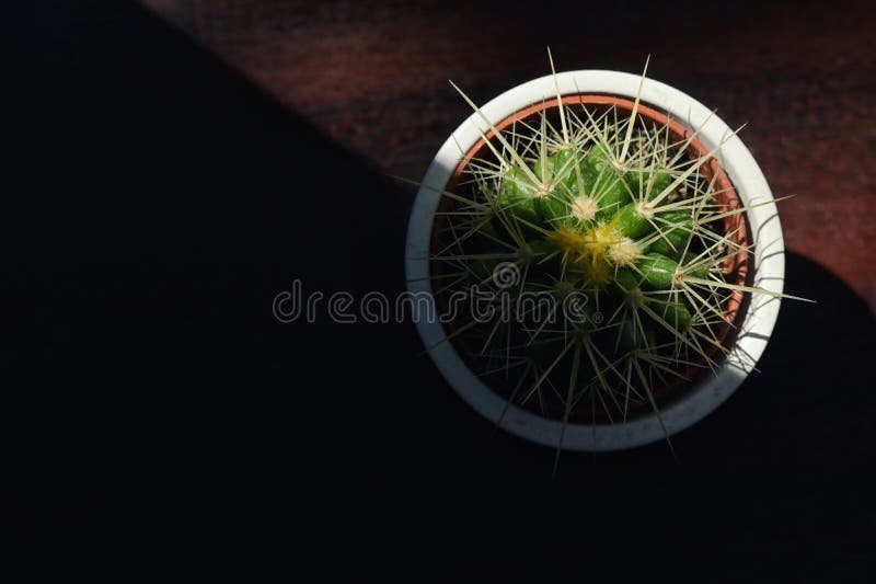 Single Cactus Plants and Sunlight Stock Image - Image of alone, grow ...