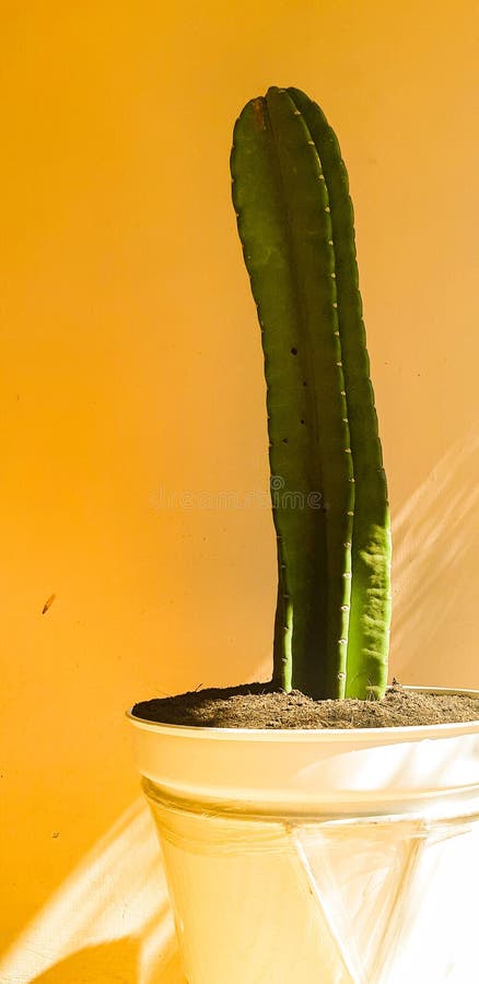 Single Cactus in the Sun Light Stock Photo - Image of tree, cactus ...