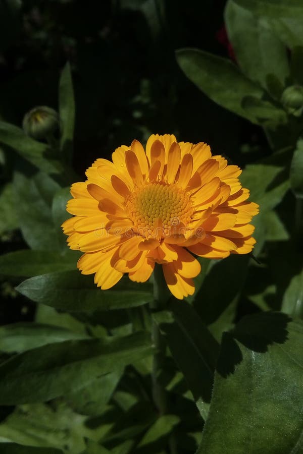 Single Calendula Flower Close-up Stock Image - Image of single ...