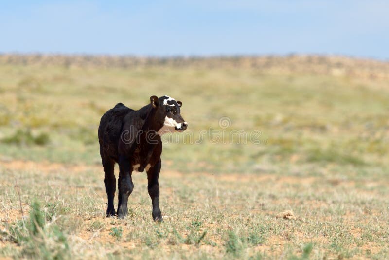 Single Calf stock image. Image of rangeland, native, domestic - 26248027