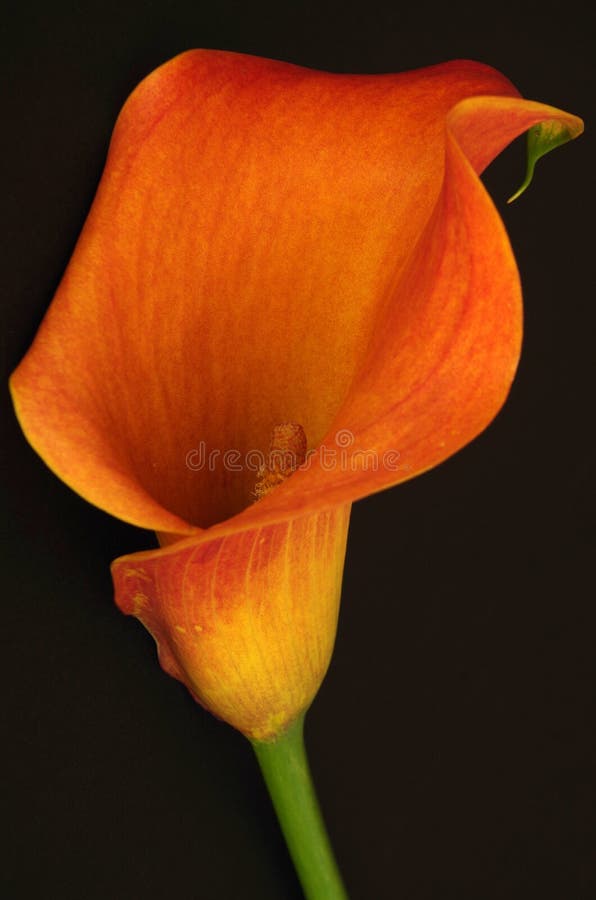 Single Calla Lily Vase Stock Photos - Free & Royalty-Free Stock Photos ...