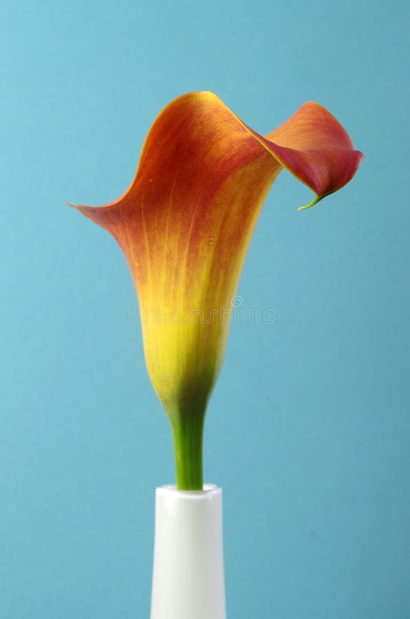 Single Calla Lily Vase Stock Photos - Free & Royalty-Free Stock Photos ...
