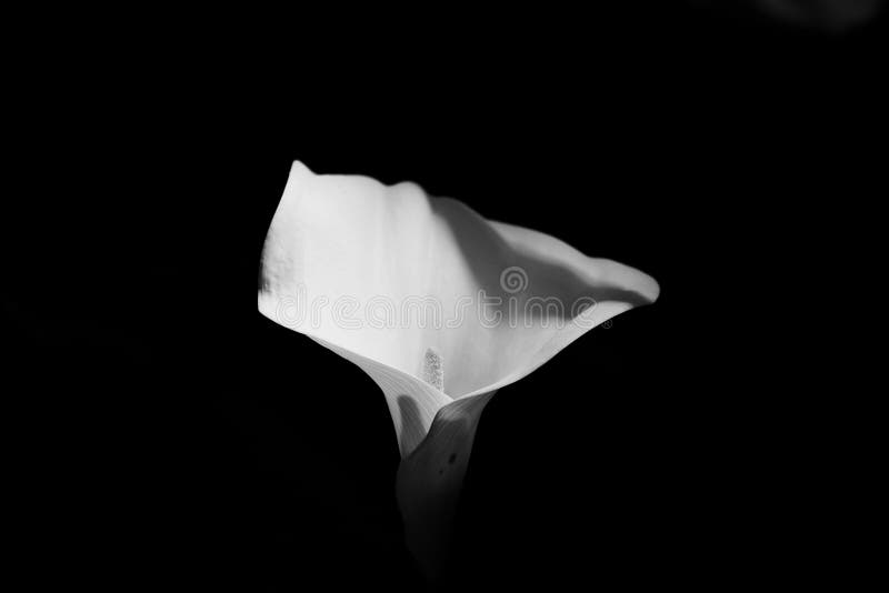 A Single Calla Lily Flower in Black and White Stock Photo - Image of ...