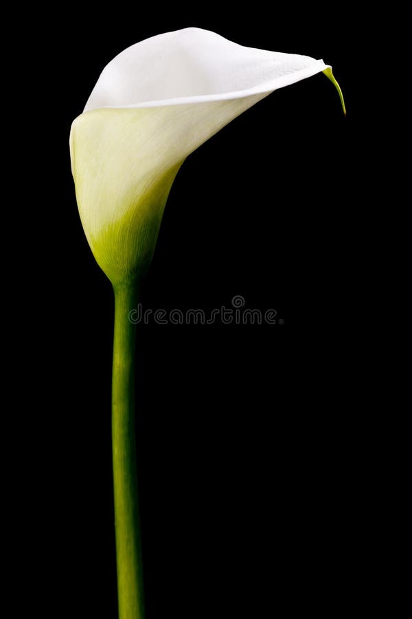 Single calla lily stock image. Image of beauty, flower - 30982731