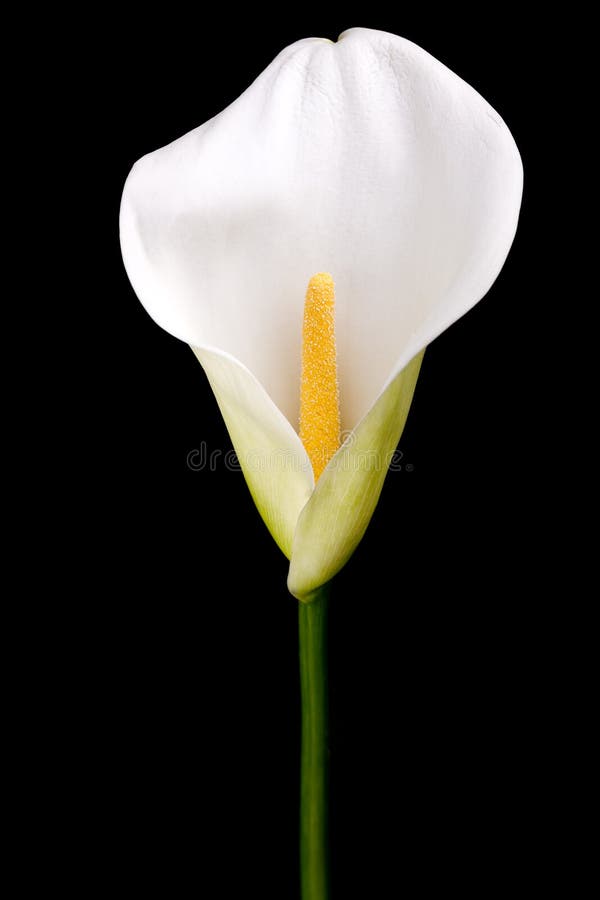 Alone Calla Lily Flower on a Black Background Stock Photo - Image of ...