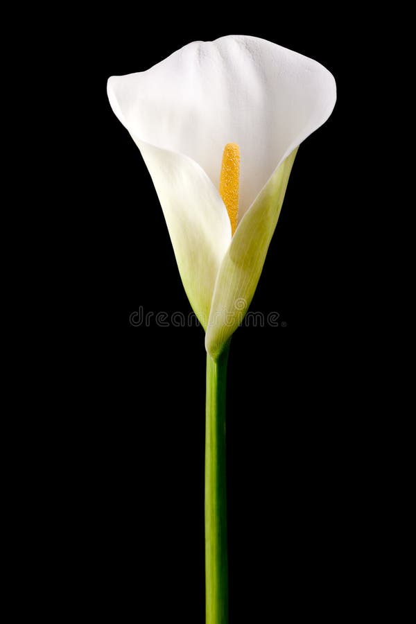 Single calla lily stock photo. Image of black, flower - 30982736