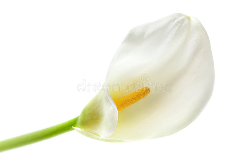Single calla lily stock photo. Image of close, white - 30982704