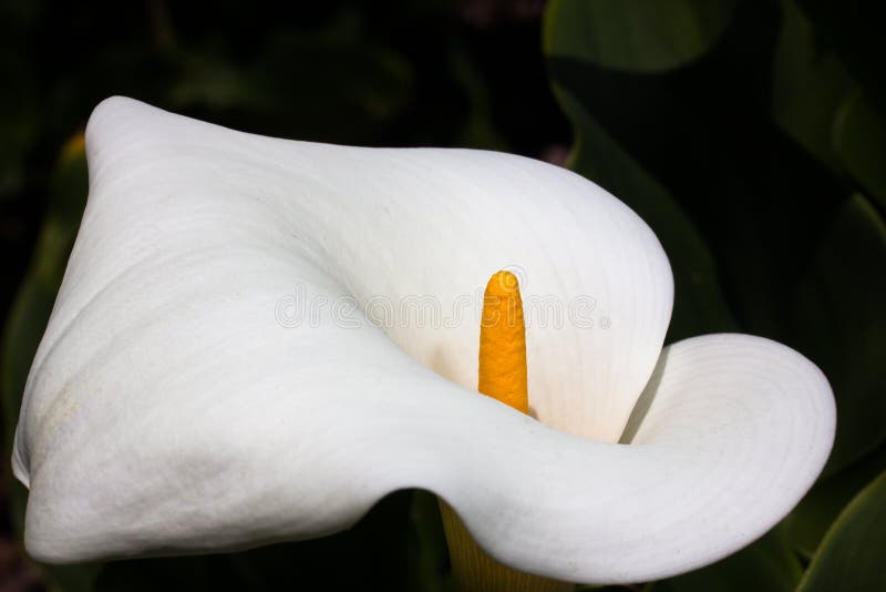 Single Calla Lily Macro Flower Stock Photo - Image of beauty, botanic ...