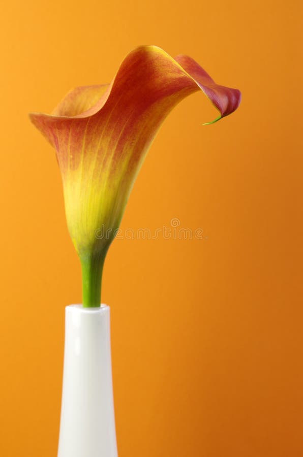 Single Calla Lily Vase Stock Photos - Free & Royalty-Free Stock Photos ...