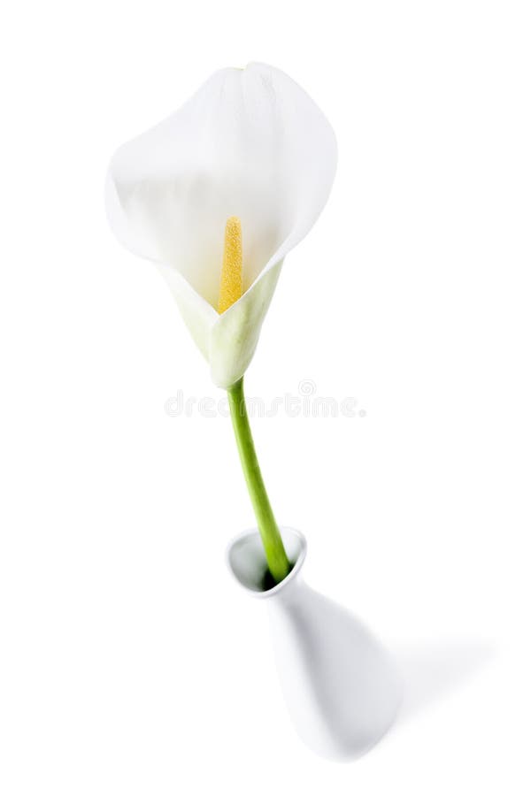 Single Calla Lily in a Vase Stock Photo - Image of isolated, vase: 30982750