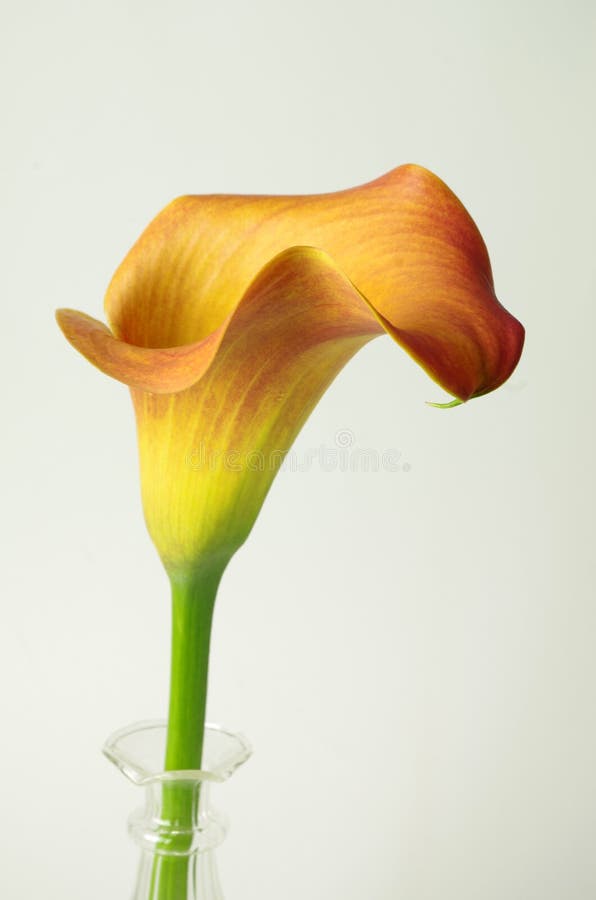 Single calla lily stock image. Image of lily, orange - 59268977