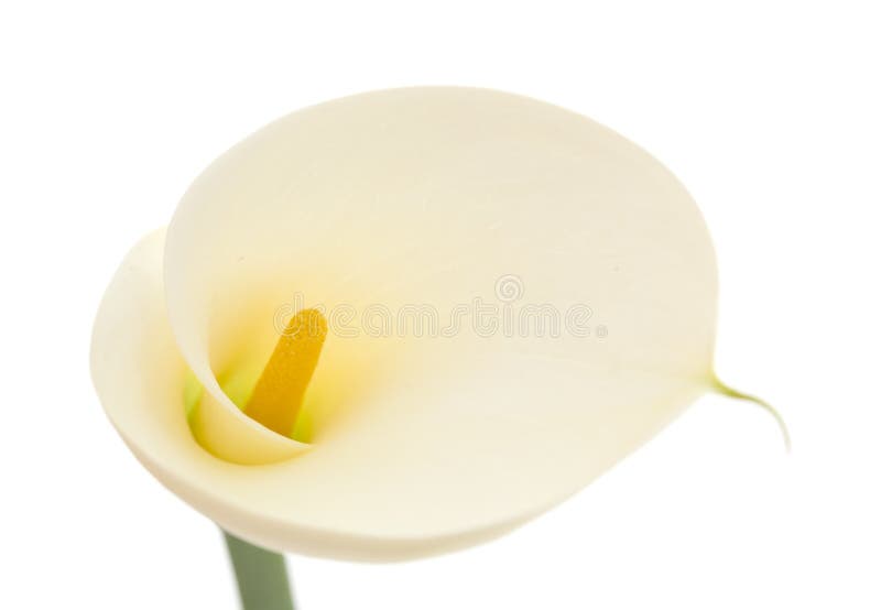 Single calla lily stock image. Image of lily, open, bloom - 171804189