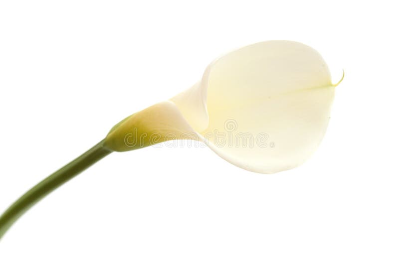 Single calla lily stock image. Image of flower, beautiful - 171804213