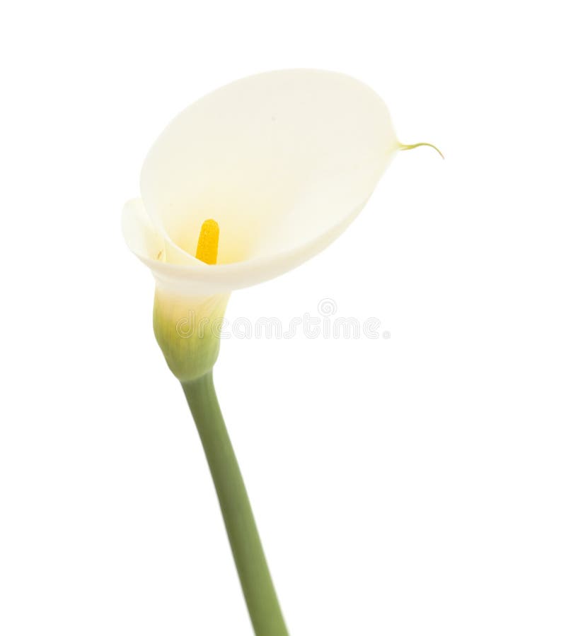 Single calla lily stock image. Image of lily, open, bloom - 171804189