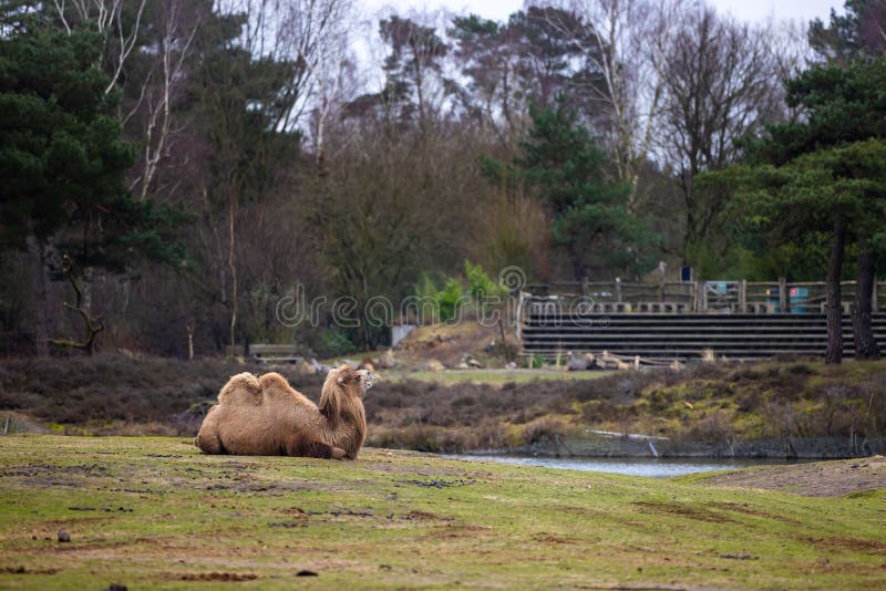 Single Camel Laying Next To a Pond with Trees and Bushes Stock Image ...