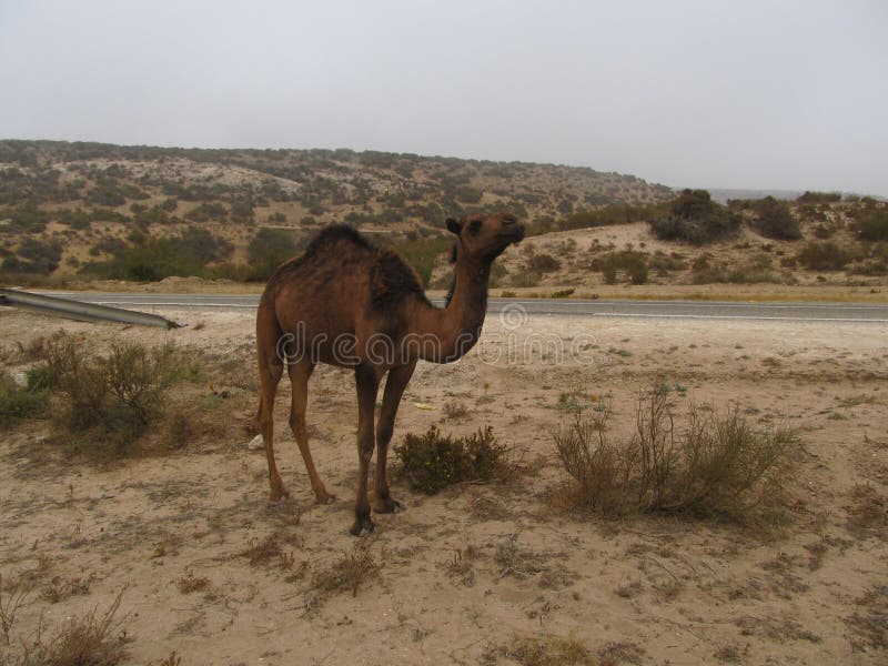 Single Camel in Vast Mountain Landscape Stock Image - Image of hills ...