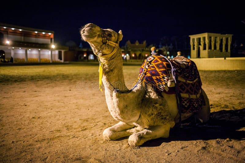 Single Camel in Vast Mountain Landscape Stock Image - Image of hills ...