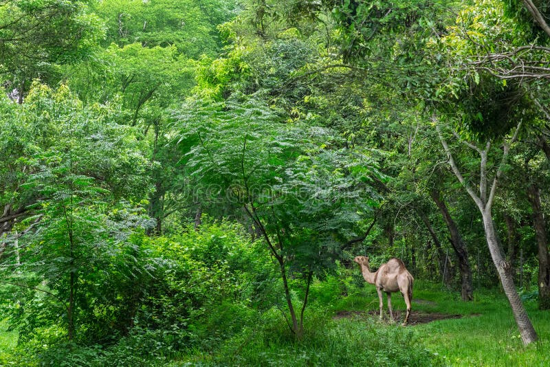 Single Camel in Vast Mountain Landscape Stock Image - Image of hills ...