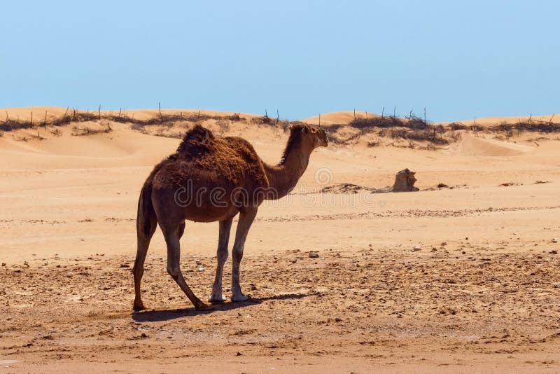 Single Camel Stands on the Sand in a Hot African Desert Area Stock ...