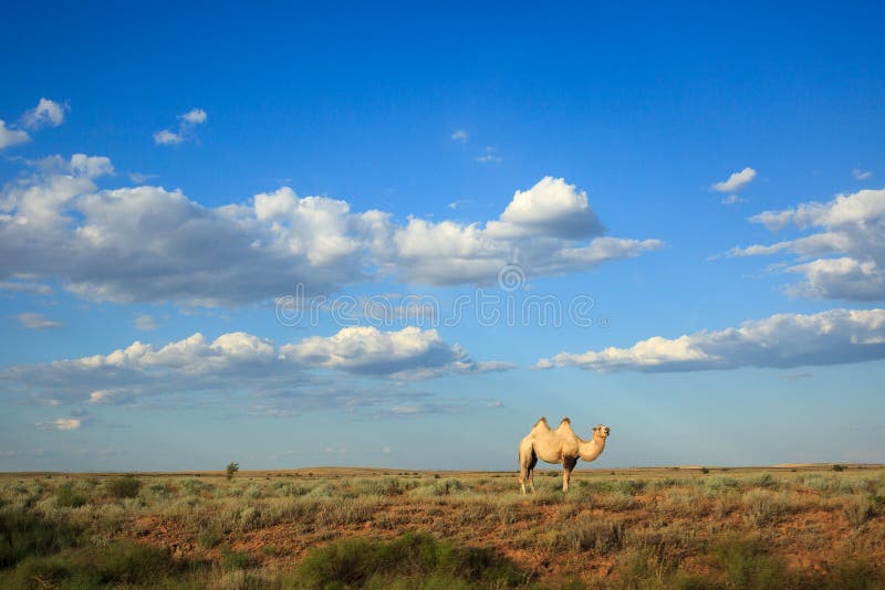 Single Camel in Vast Mountain Landscape Stock Image - Image of hills ...