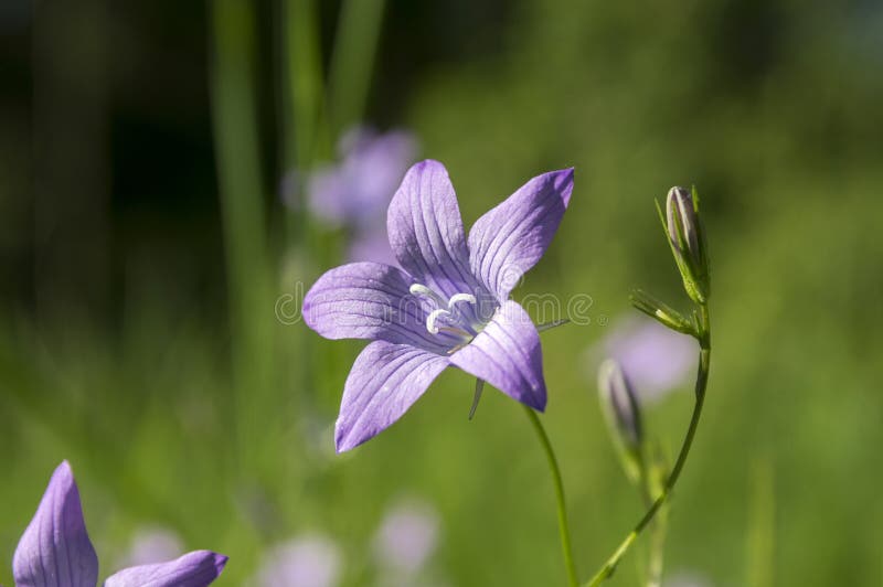 Single Campanula Patula Spreading Bellflower in Bloom on the Meadow ...