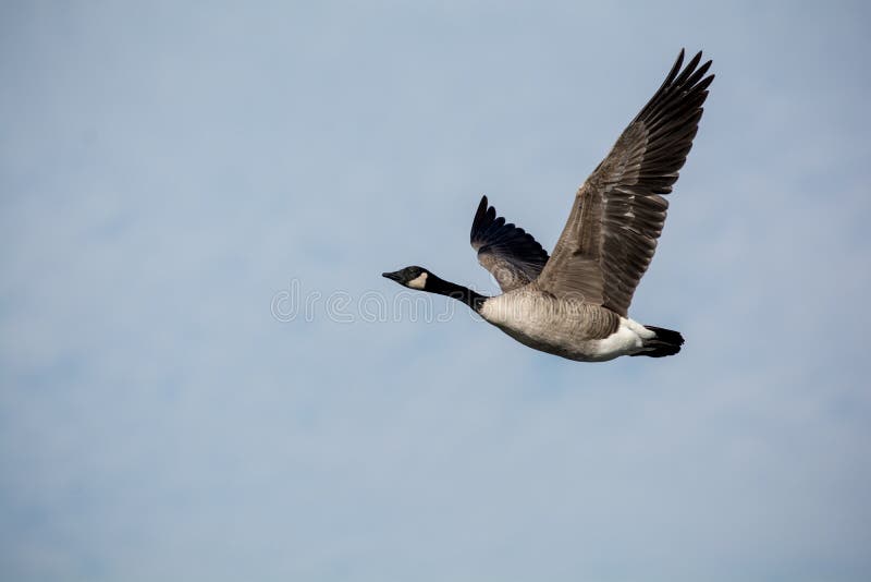 Single Canada Goose in Tall Grass Field Stock Photo - Image of oregon ...