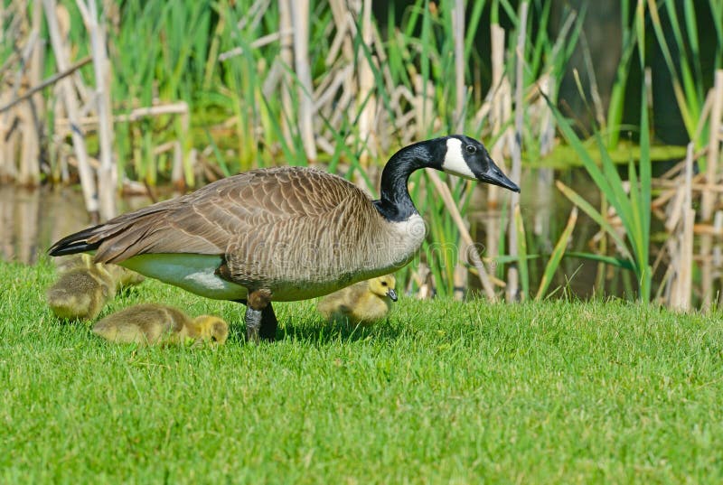Single Canada Goose with Goslings. Stock Image - Image of gosling ...