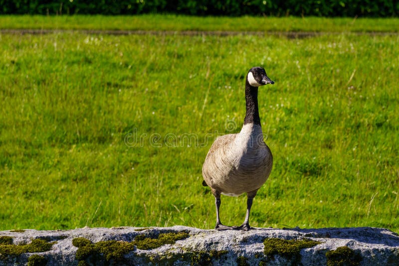 Single Canada Goose in Tall Grass Field Stock Photo - Image of oregon ...