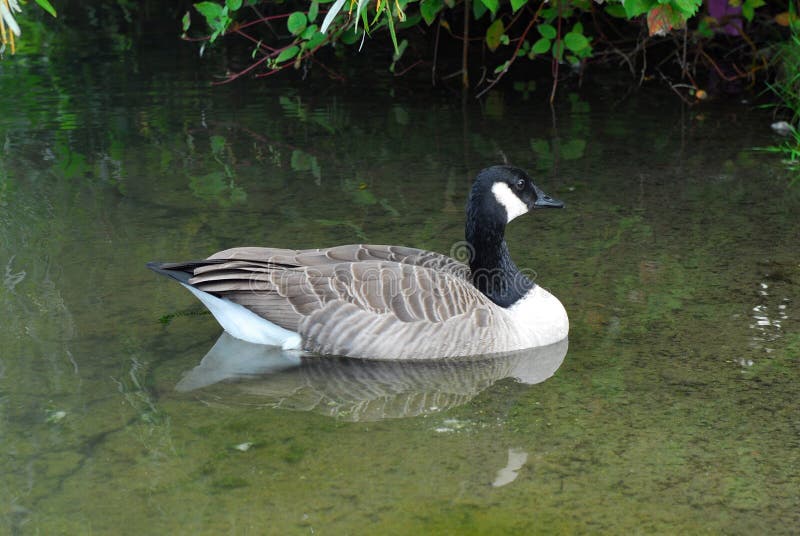 Single Canada Goose in Tall Grass Field Stock Photo - Image of oregon ...
