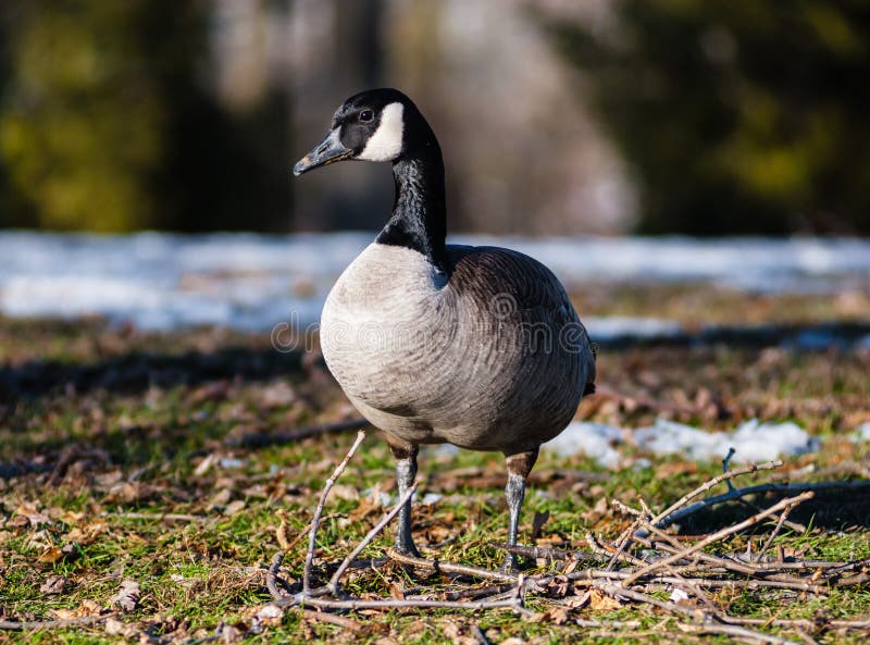 A Single Canada Goose Standing Stock Image - Image of bird, geese ...