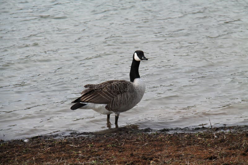 Canada Goose Bird. stock photo. Image of geese, nature - 228013622