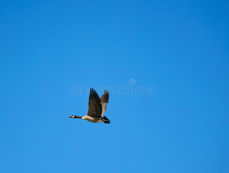 Single Canadian Goose in Flight Stock Photo - Image of alone, soaring ...