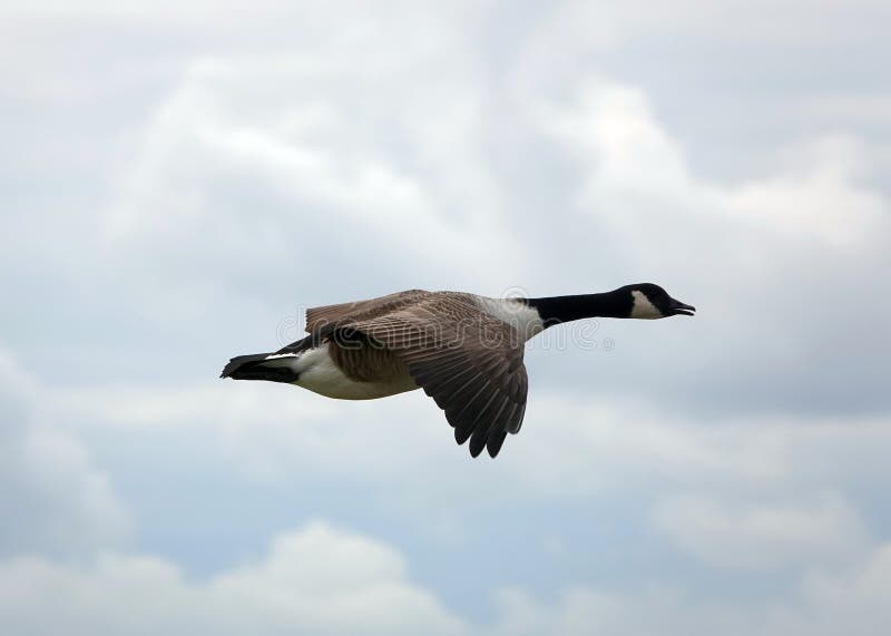 Single Canadian Goose in Flight Stock Photo - Image of alone, soaring ...