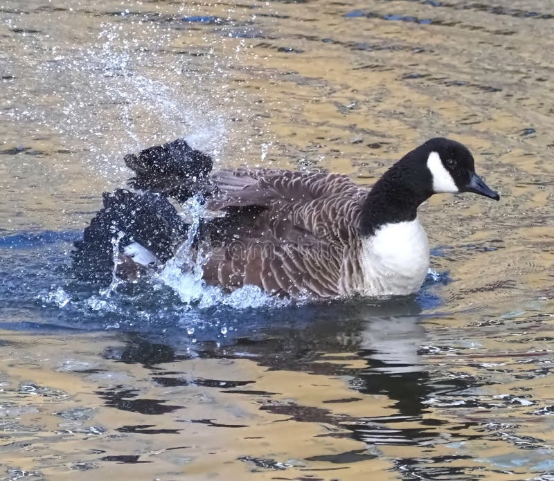 Single Canadian Goose Shakes Feathers in the Water Stock Image - Image ...