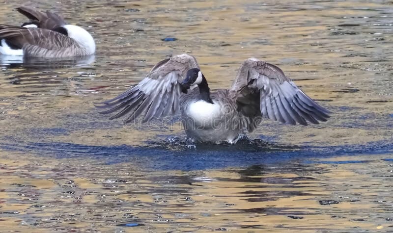 Single Canadian Goose Shakes Feathers in the Water Stock Image - Image ...