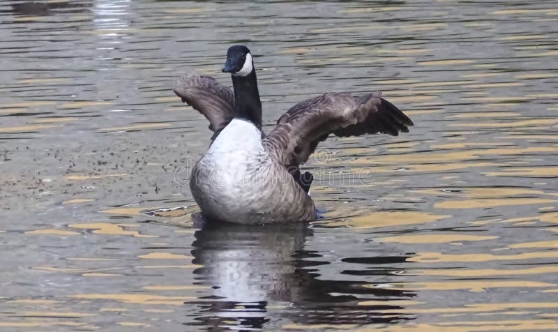 Single Canadian Goose Shakes Feathers in the Water Stock Photo - Image ...