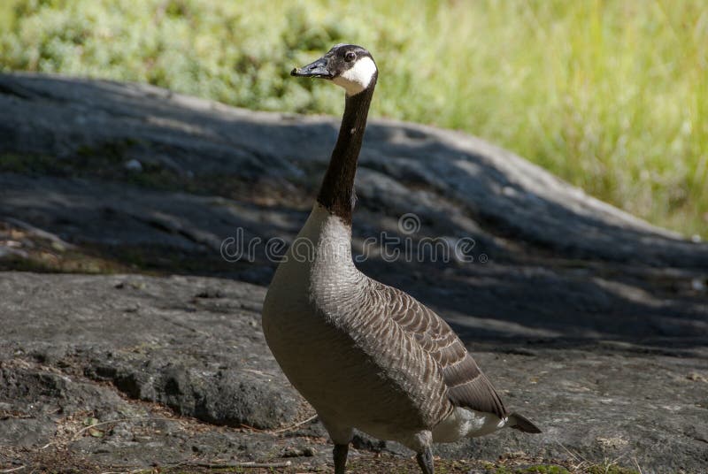 Single Canadian Goose in Summer Stock Image - Image of black, wild ...