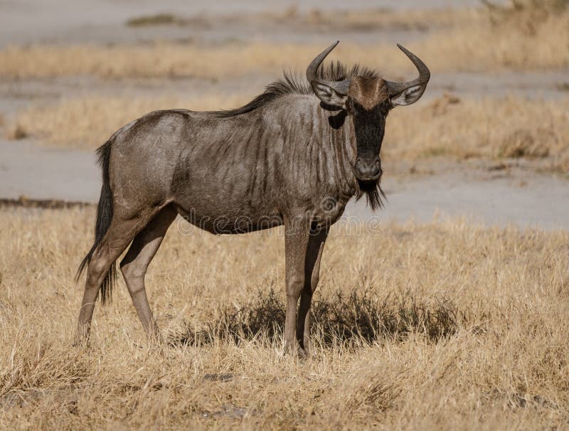 A Single Cape Buffalo Looks at the Photographer Stock Photo - Image of ...