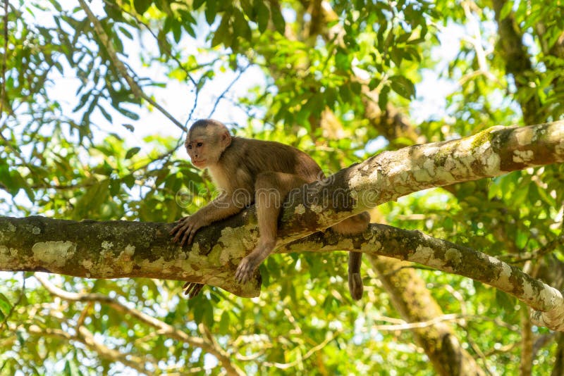 A Single Cappuchine Monkey Sitting on the Branch of a Tree Stock Image ...