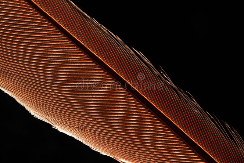 Single Cardinal Feather stock photo. Image of wildlife - 13292682
