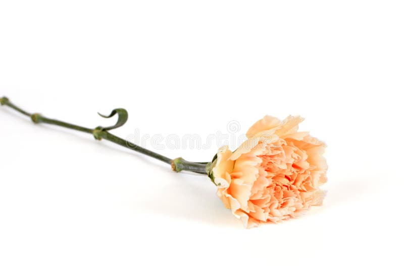 Single Carnation Stock Photos - Download 2,663 Royalty Free Photos