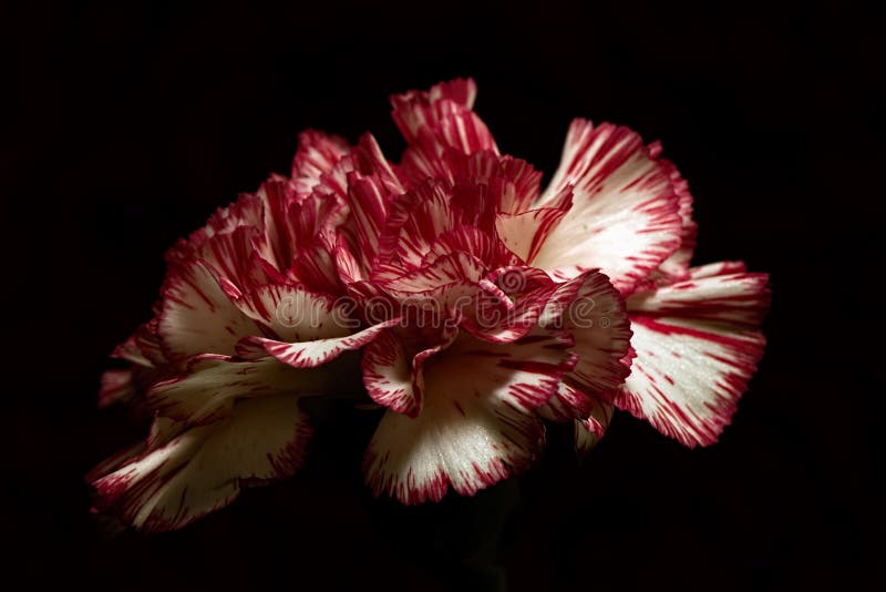 Single carnation stock image. Image of close, romance - 14490649