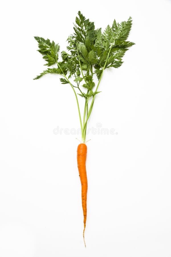 Baby carrot isolated stock image. Image of carrot, baby - 66113161