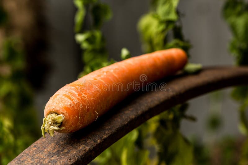7,171 Single Carrot Stock Photos - Free & Royalty-Free Stock Photos ...