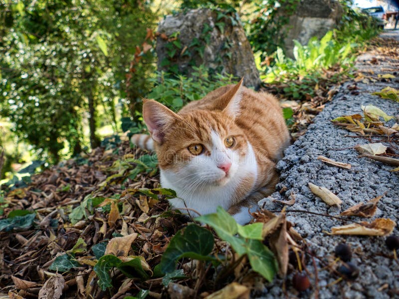 Single cat in the garden stock image. Image of horizontal - 261282827