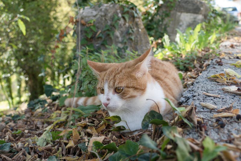 Single cat in the garden stock image. Image of grey - 261282851