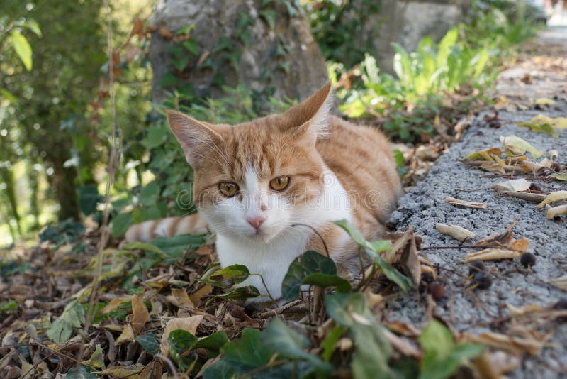 Single cat in the garden stock image. Image of lonely - 261282869
