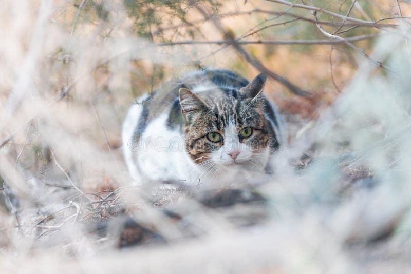 Single Cat Hiding in the Fields Stock Image - Image of spain ...