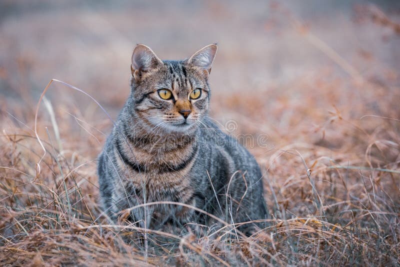 Single Cat Hiding in the Fields Stock Photo - Image of feline ...