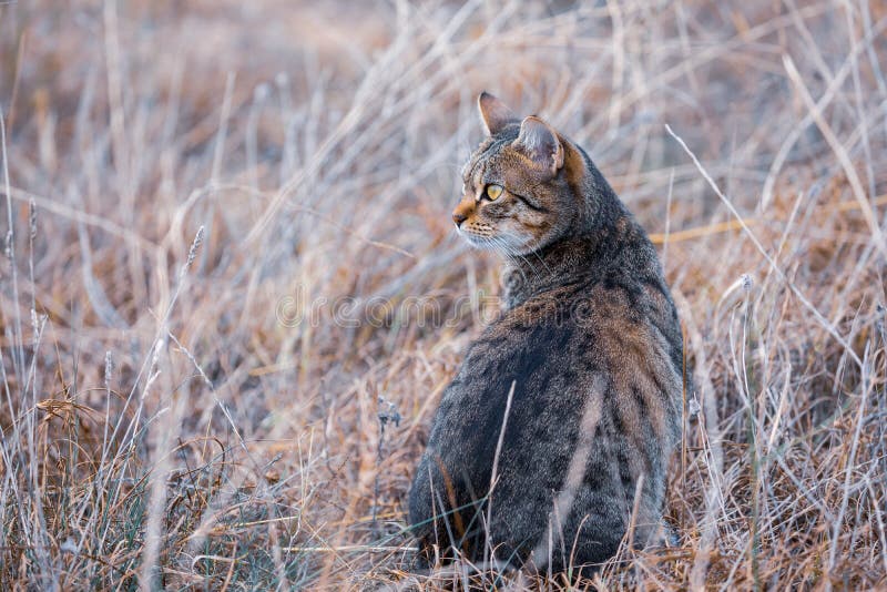 Single Cat Hiding in the Fields Stock Photo - Image of wilderness ...